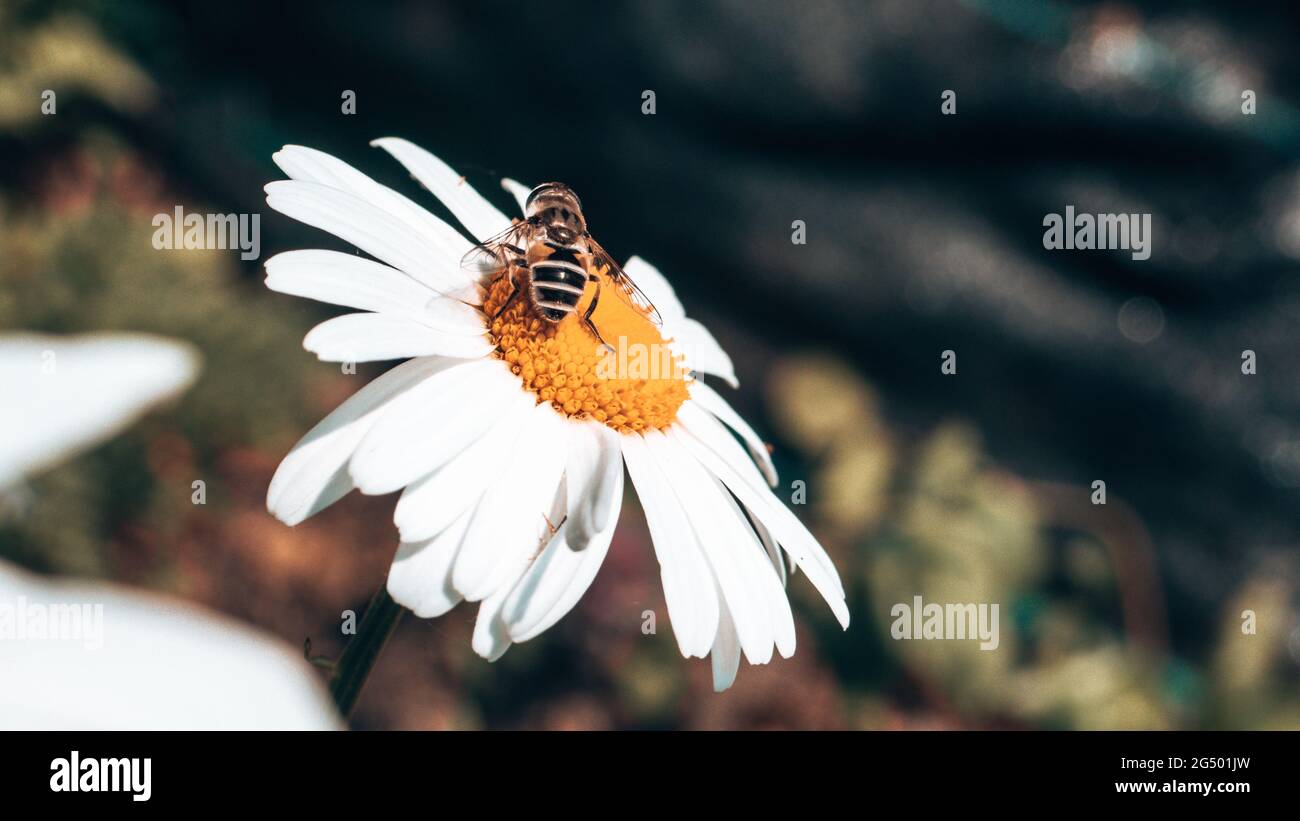 Flower daisy yellow petals stem hi-res stock photography and images - Alamy