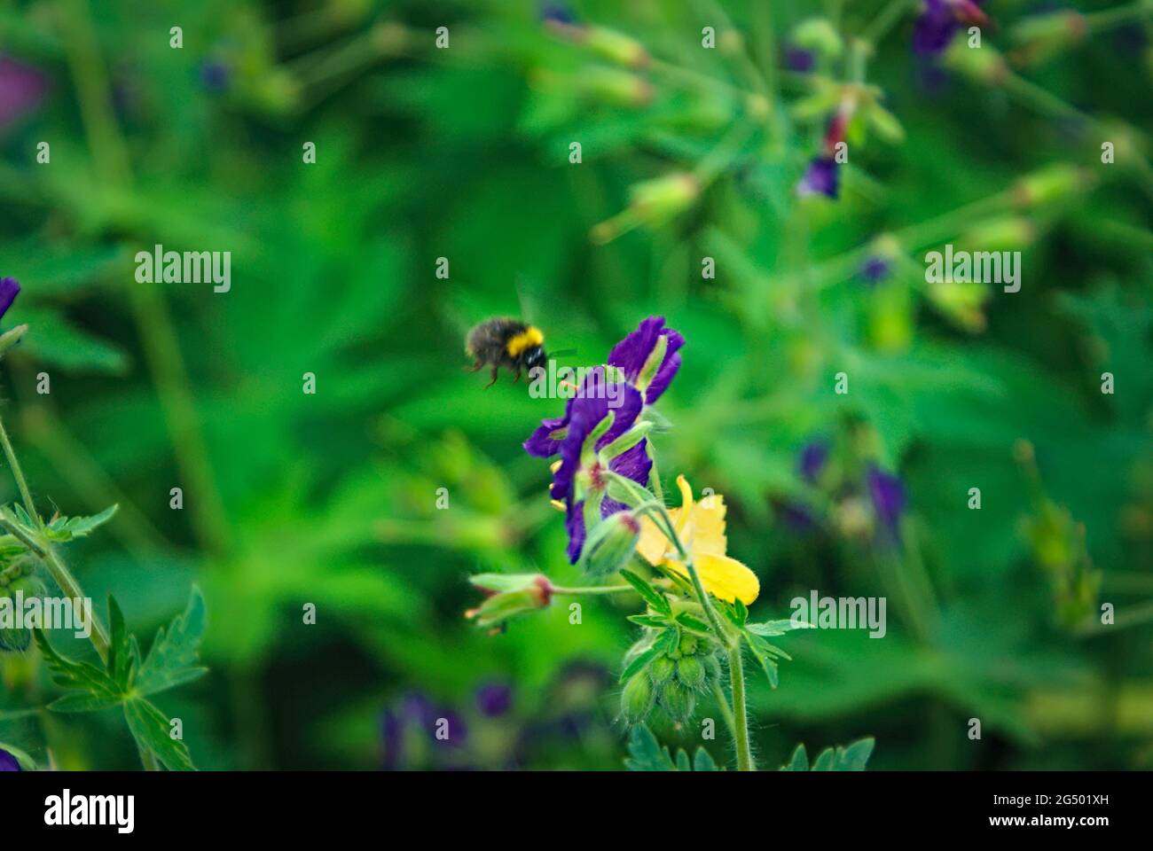 Purple Flower, Geranium 'Rozanne' and Bee Stock Photo - Alamy