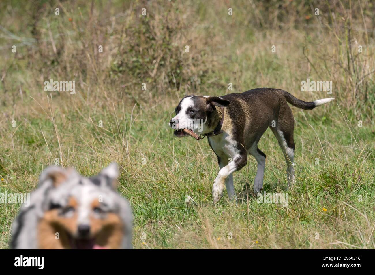 couple of dogs, blue merle Australian shepherd puppy dog and half-breed ...