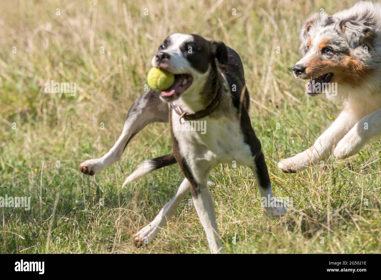 couple of dogs, blue merle Australian shepherd puppy dog and half-breed ...