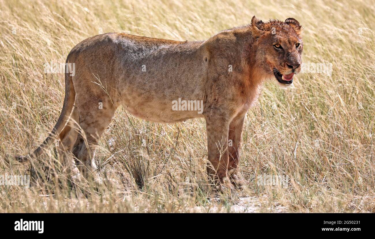 Lioness, Etosha National Park, Namibia, (Panthera leo Stock Photo - Alamy