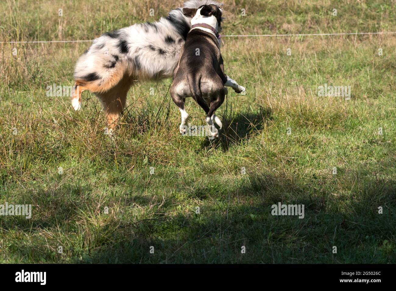 couple of dogs, blue merle Australian shepherd puppy dog and half-breed ...