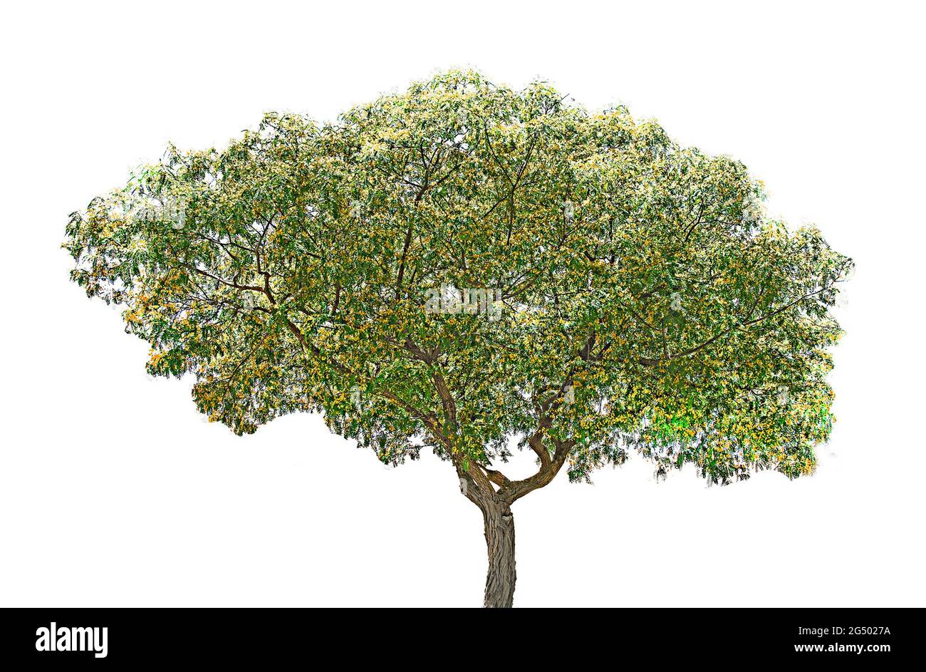 Tree isolated on white background Stock Photo - Alamy