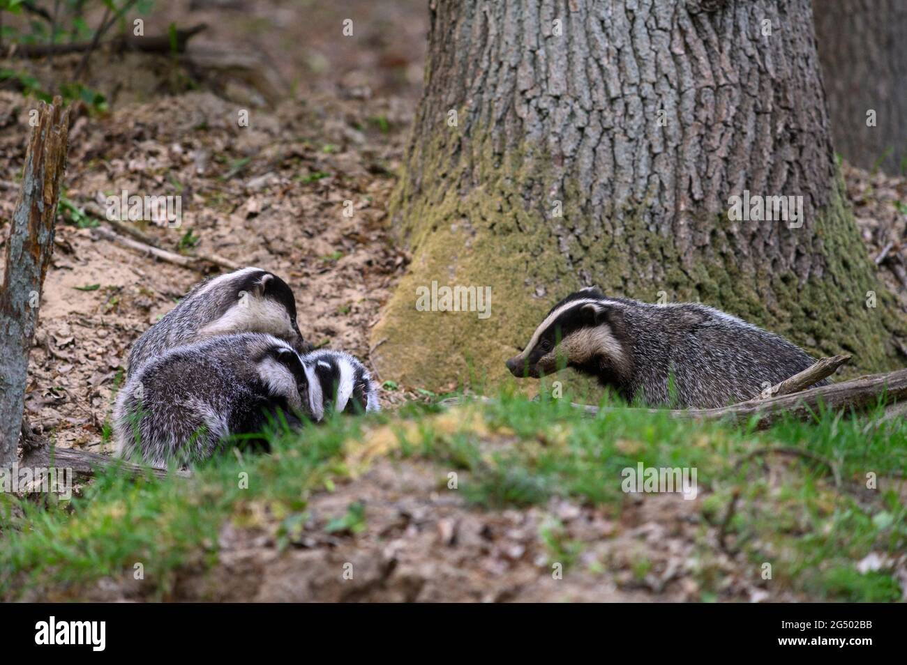 A European Badger family on the den near an Oak tree trunk Stock Photo ...