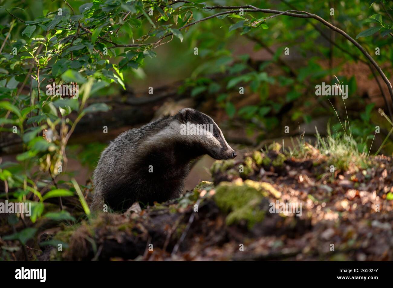 Badger den hi-res stock photography and images - Alamy