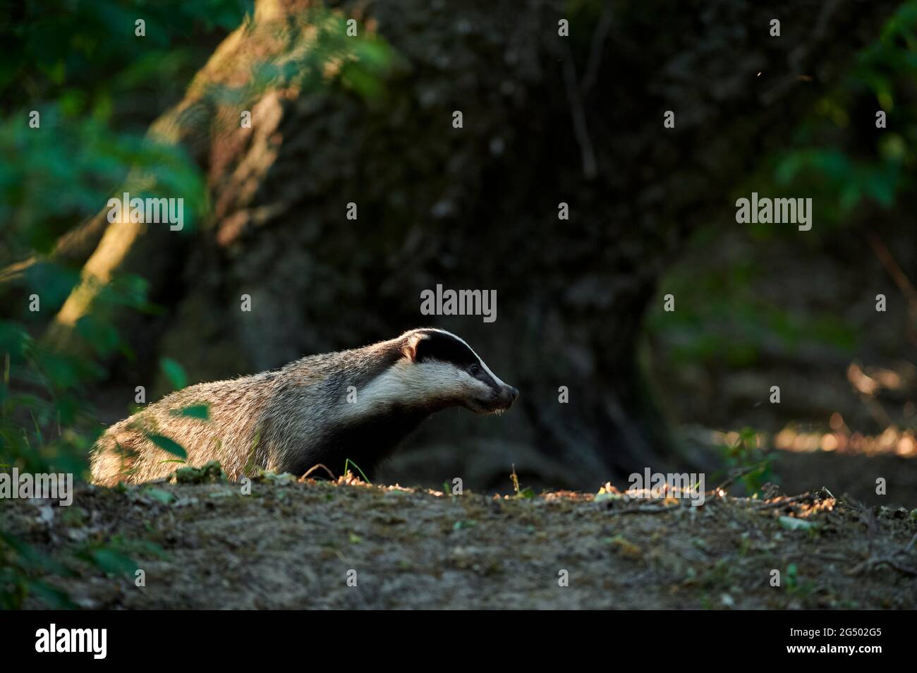 A rare occasion when an adult wild badger leaves the den while the sun ...