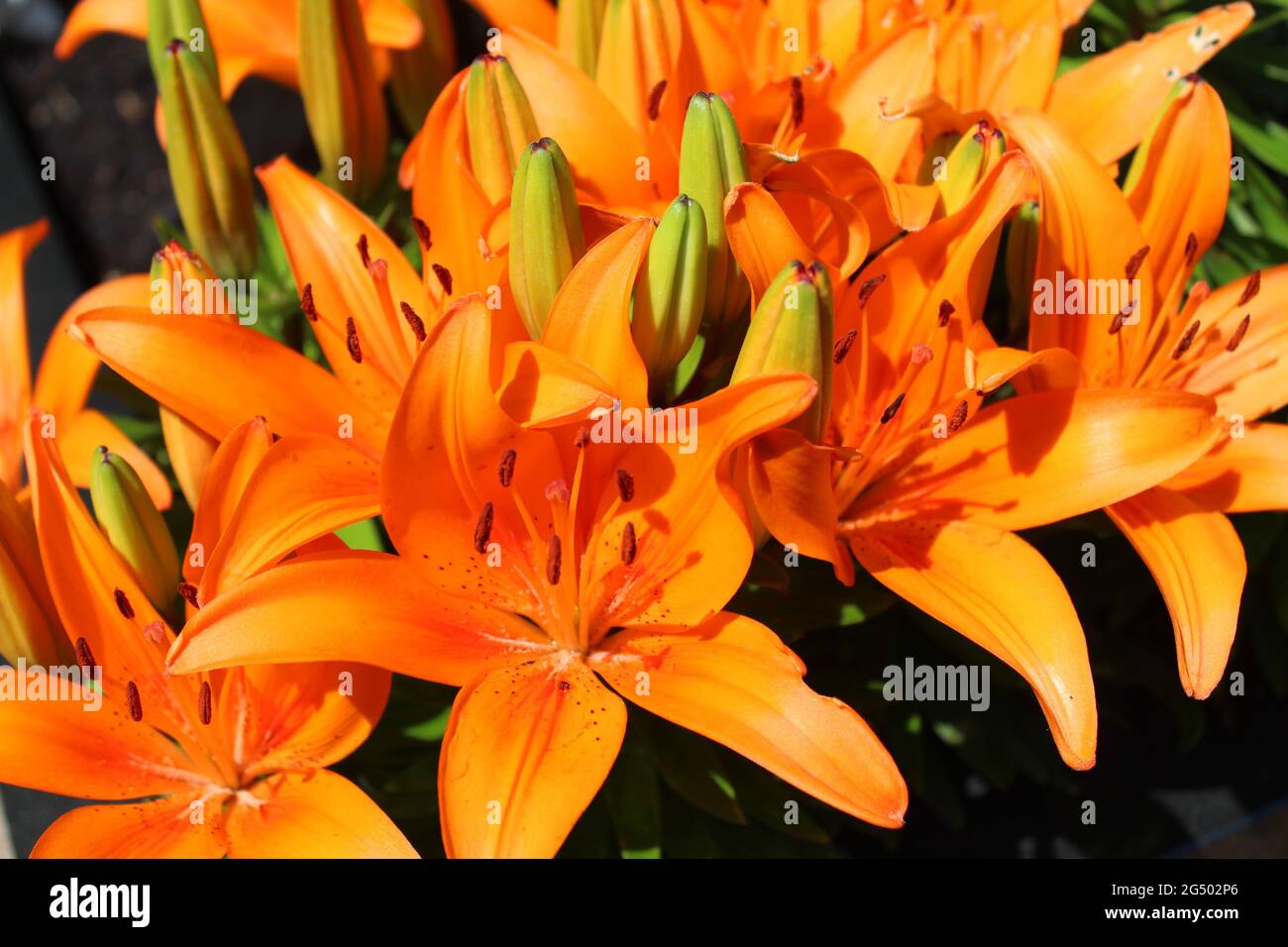 orange lily flowers in the garden Stock Photo - Alamy