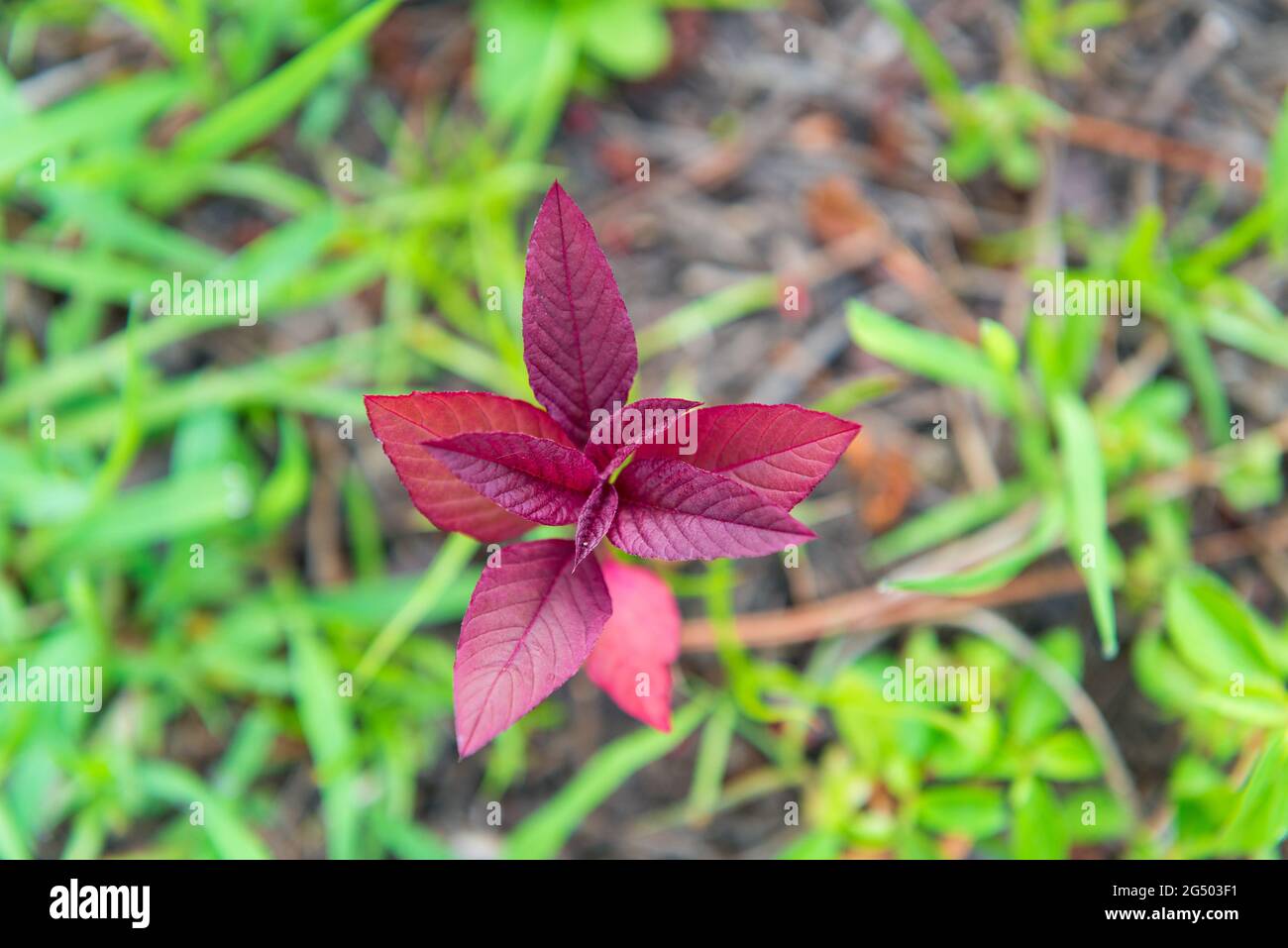 Fresh plant with maroon leaves grows in the garden among green grass ...