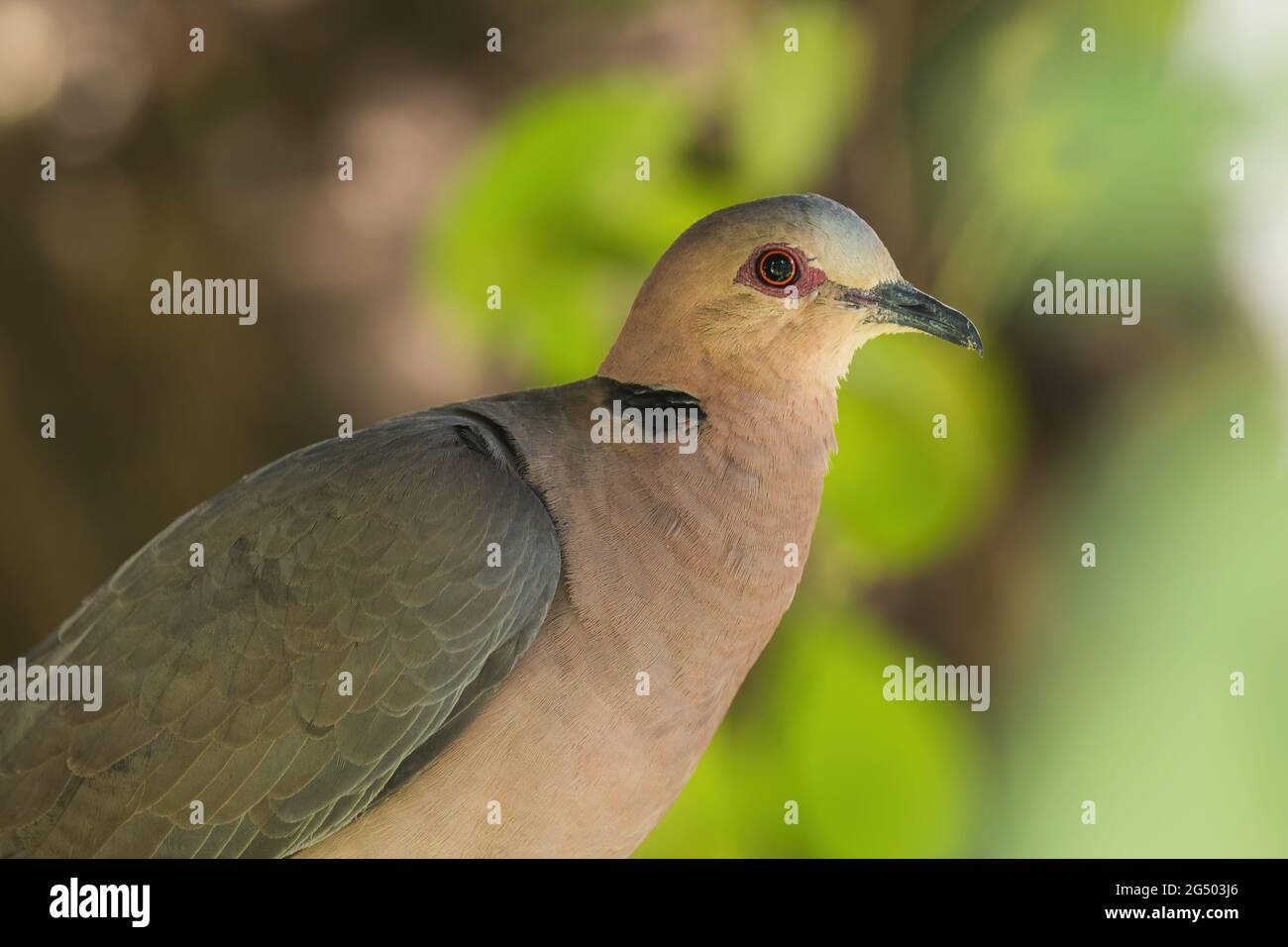 Red-eyed Dove - Streptopelia semitorquata, beautiful colored dove from ...