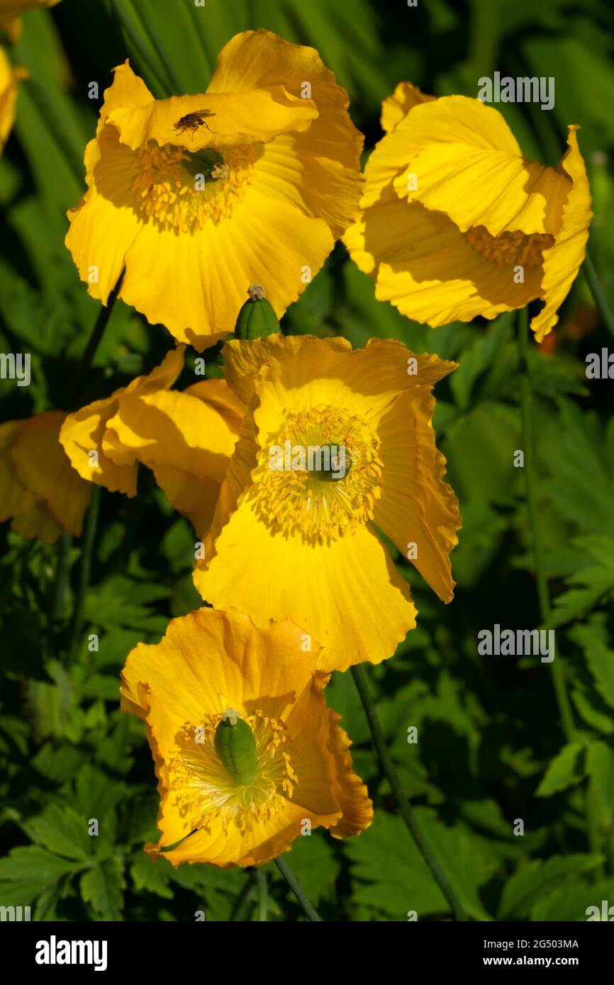 The seeds of the Welsh Poppy start to develop in the in the ovaries ...