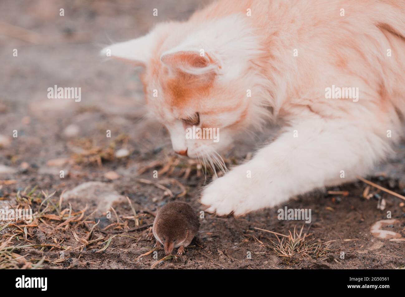 Dead Ginger Cat High Resolution Stock Photography and Images - Alamy
