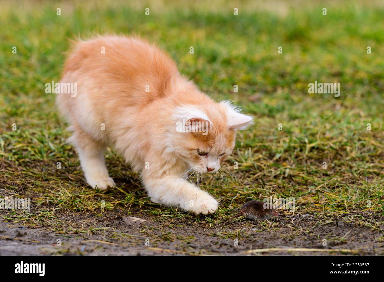 A hungry red predator is playing with a mole, a cat has caught a mole ...