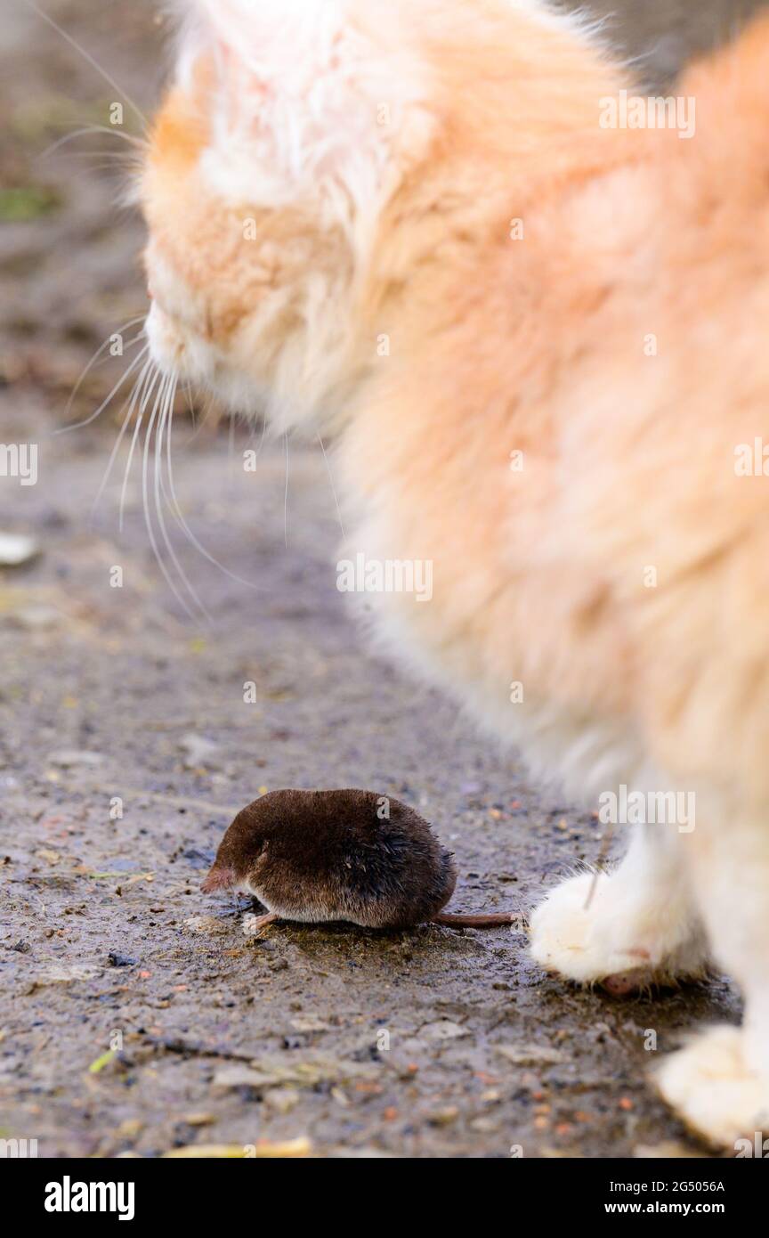 Dead ginger cat hi-res stock photography and images - Alamy