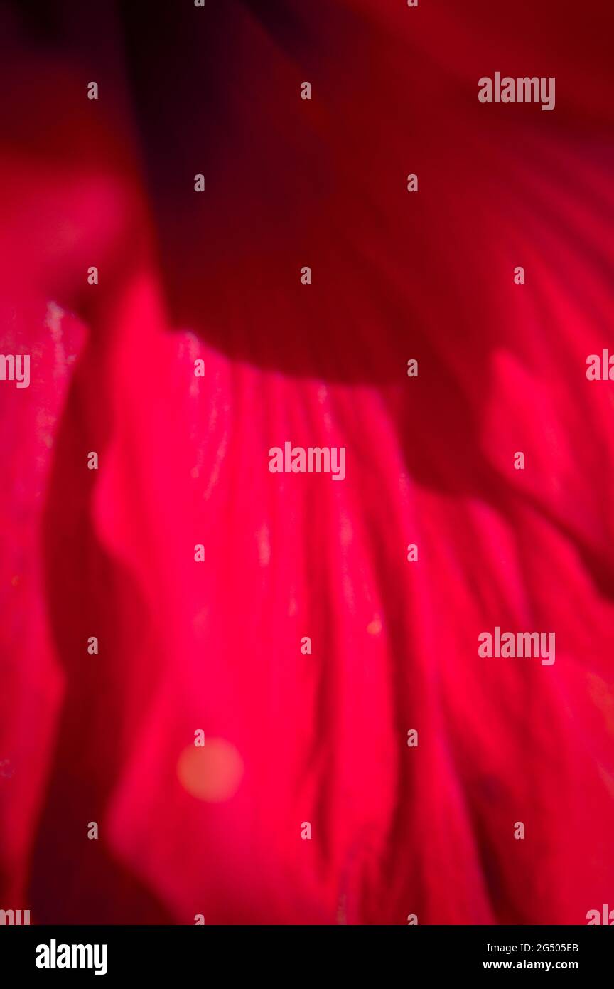 macro photography of nature with details Stock Photo - Alamy