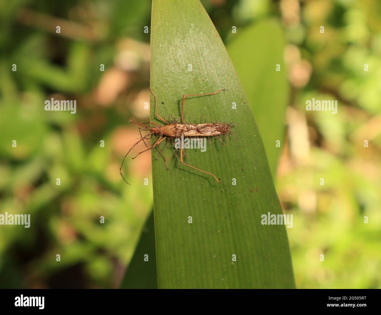 Leaf like insect hi-res stock photography and images - Alamy