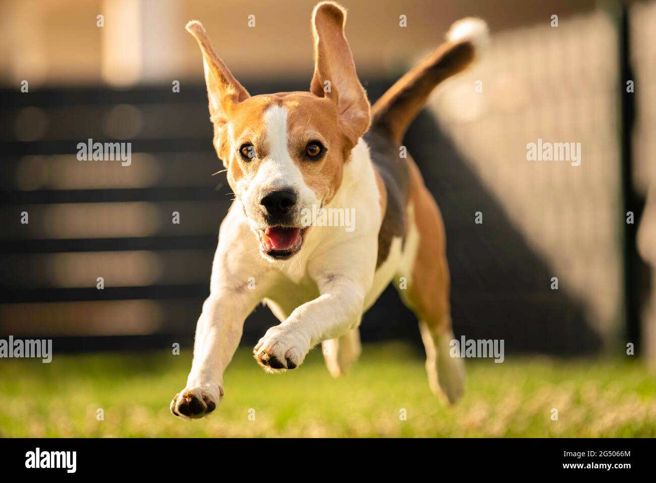 Happy dog running through lawn towards camera Stock Photo - Alamy