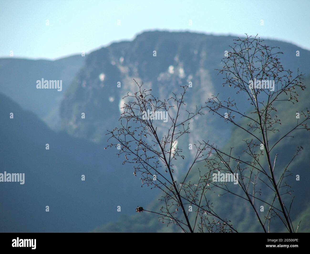 bush with mountain and canyon in the background in central Brazil Stock ...