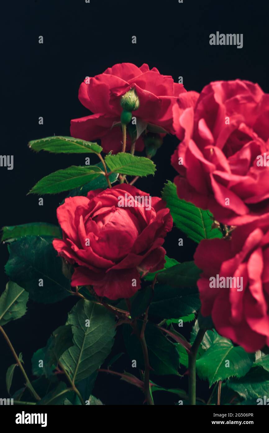 Rosesin hi-res stock photography and images - Alamy