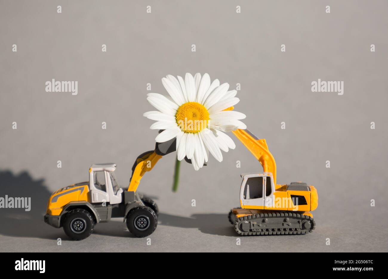 big white chamomile flower between two orange toy construction vehicles ...