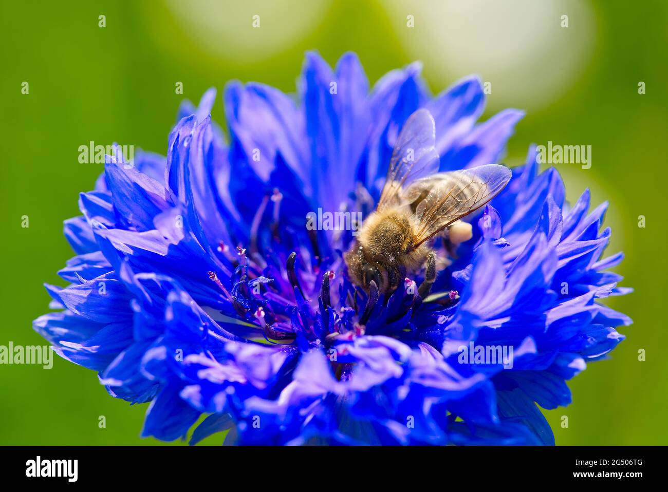 Bee collects pollen from a cornflower. blue cornflower with bee, close ...