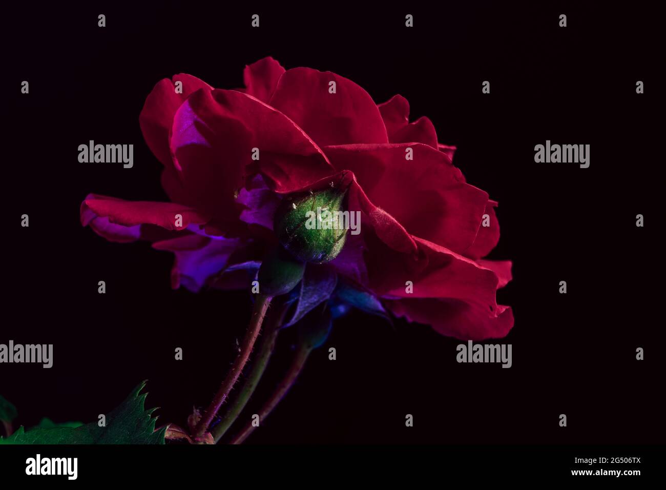 Beautiful young fresh roses. Black background. Close up of a one of red ...