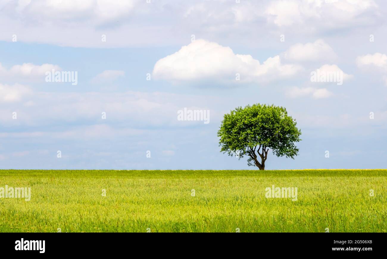 Tree on the right. Lonely green tree in the middle of a lush green ...