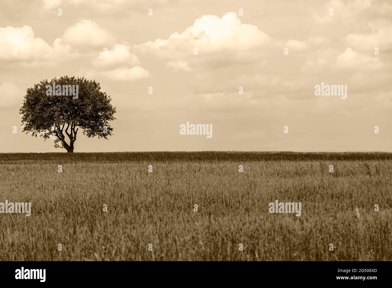 Meaning tree hi-res stock photography and images - Alamy
