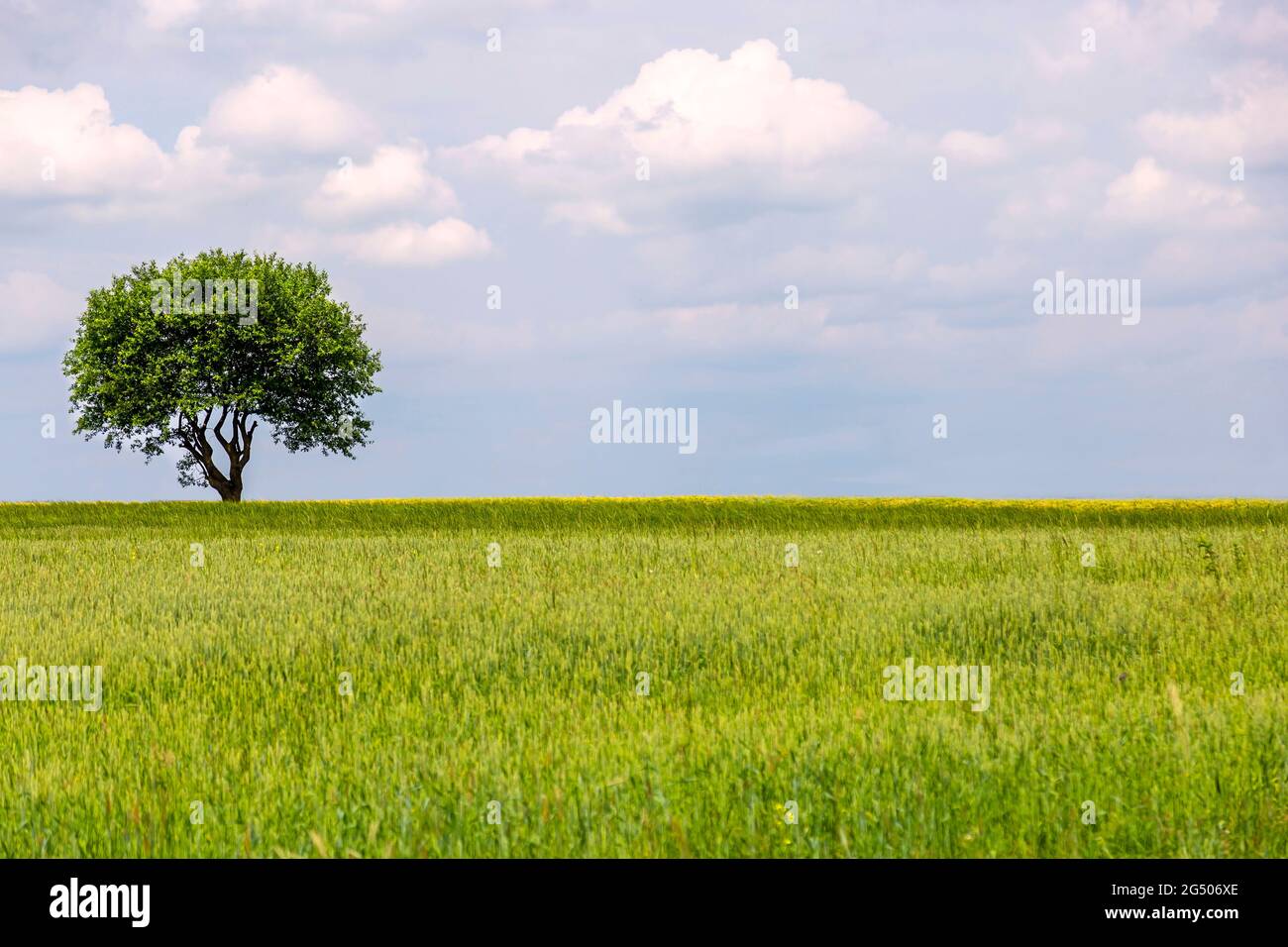 Single lone tree in green farm field hi-res stock photography and ...