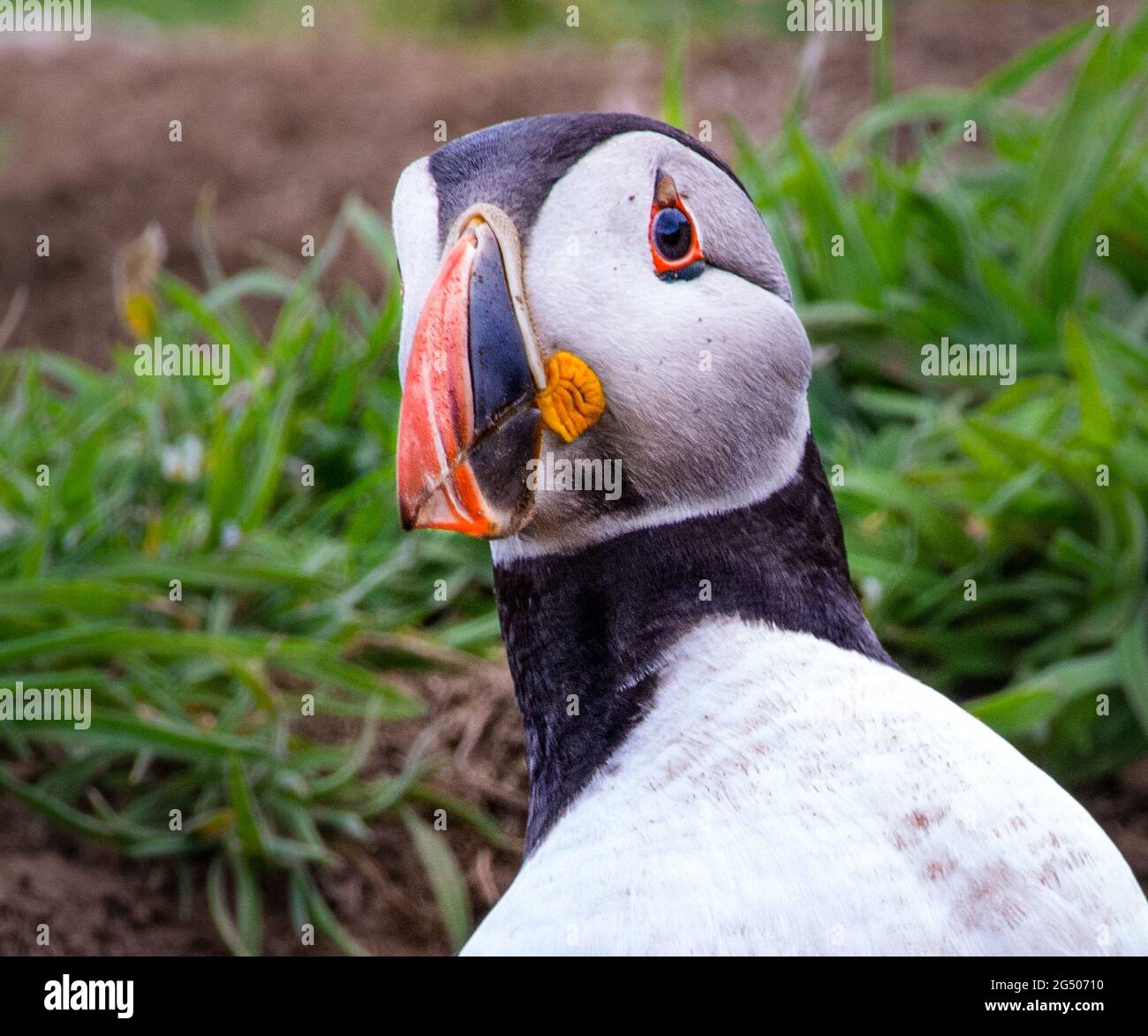 close up of puffin sae bird Stock Photo - Alamy