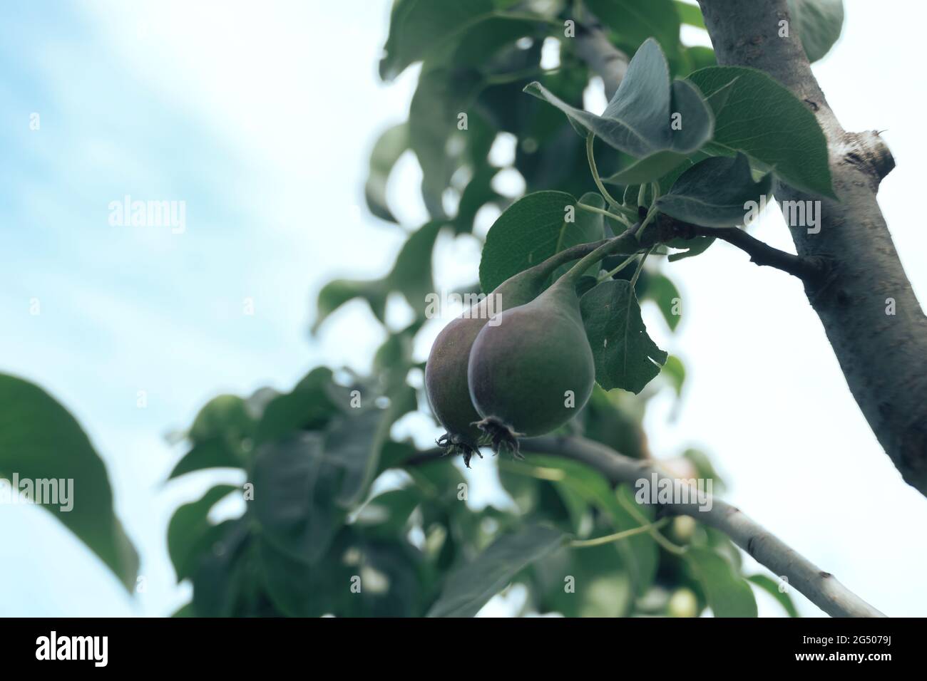 Small young fresh pears growing on a tree background Stock Photo - Alamy