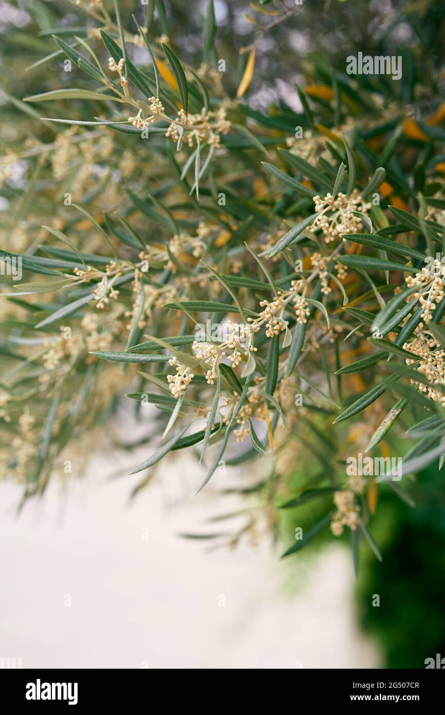 Green branches of an olive tree with flowers. Close-up Stock Photo - Alamy