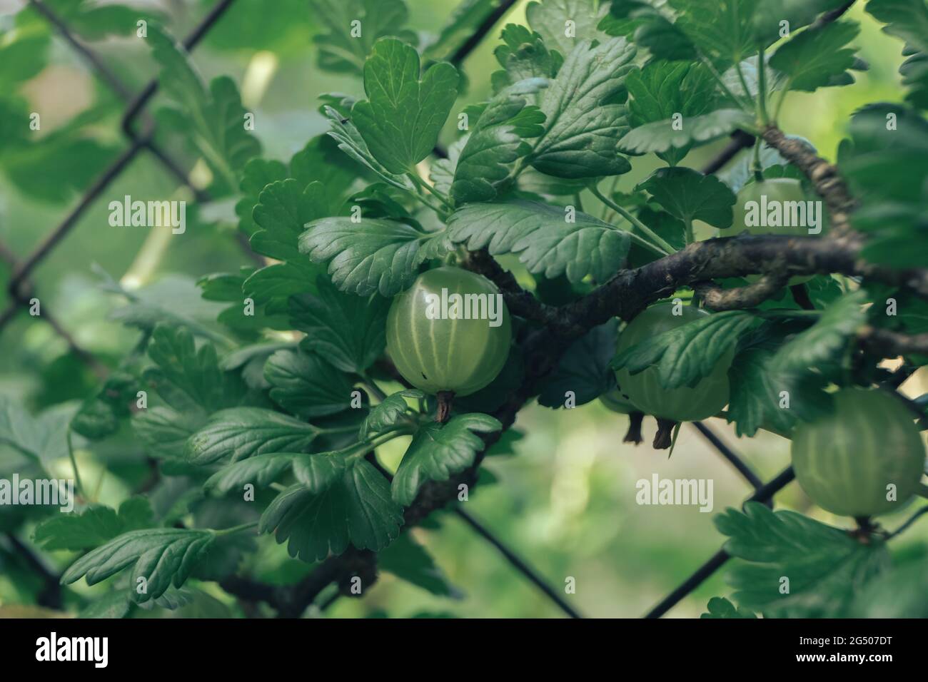 Close up of gooseberries on a gooseberry bush, on a farm. Background ...
