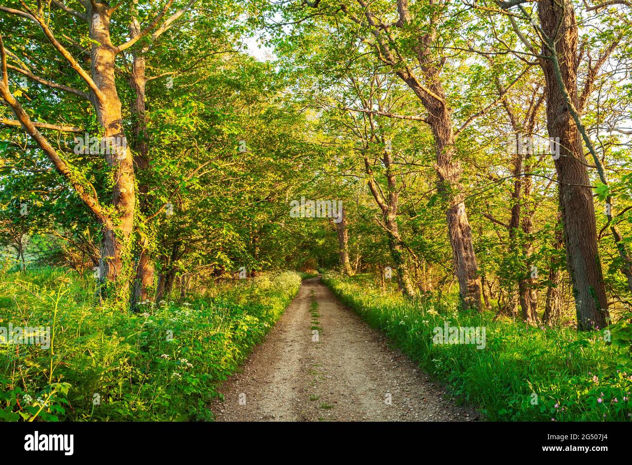 English country pathway through wild flowers and woodland in a golden ...