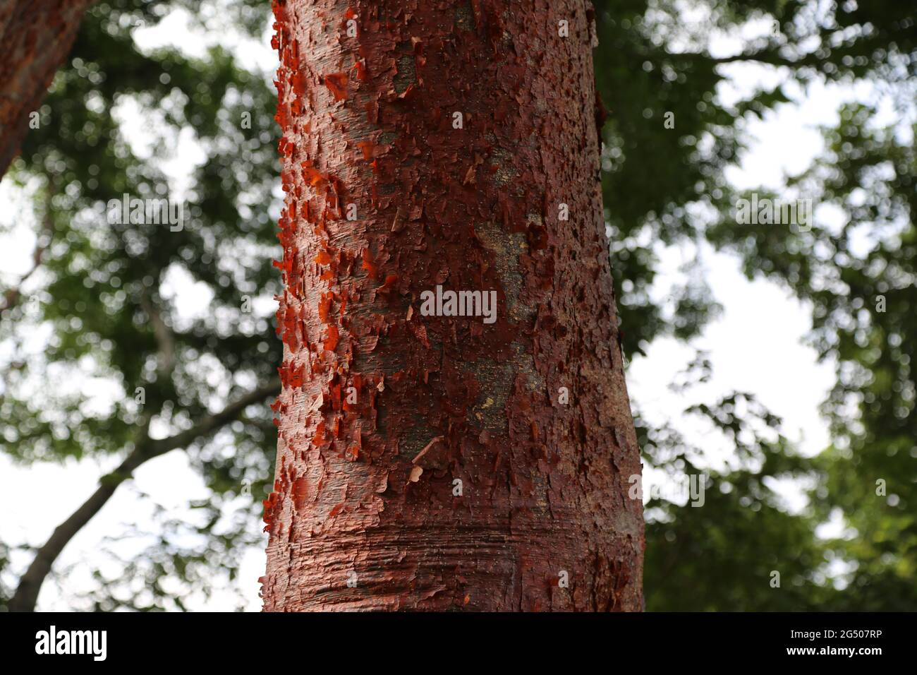 The red bark of a tree in the forest of Palenque, Mexico Stock Photo ...