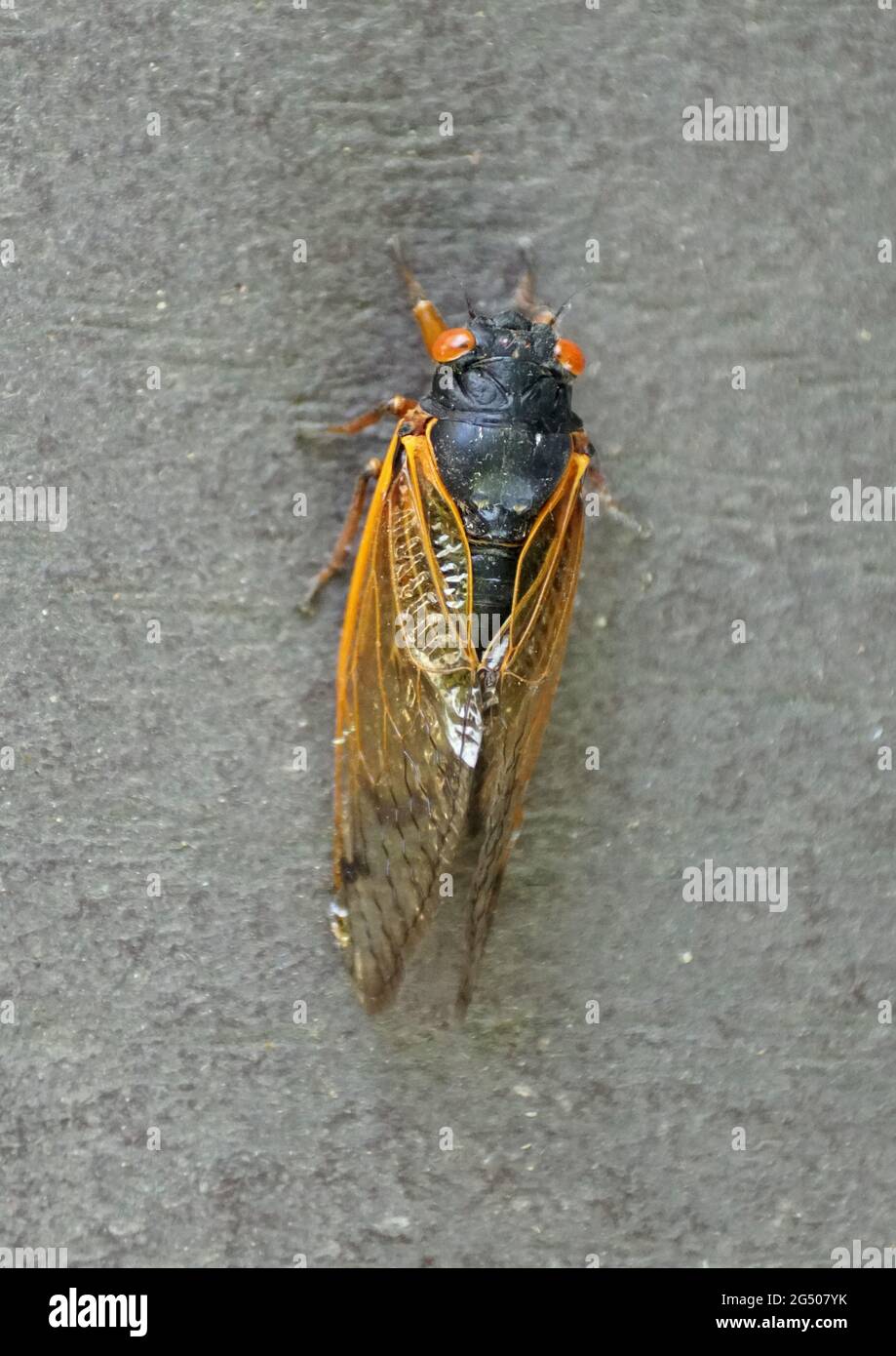 Close up of a cicadas with red wings on the ground Stock Photo - Alamy