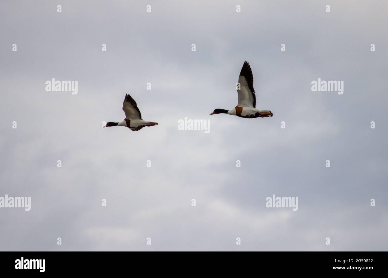 Common shelducks in flight nature hi-res stock photography and images ...