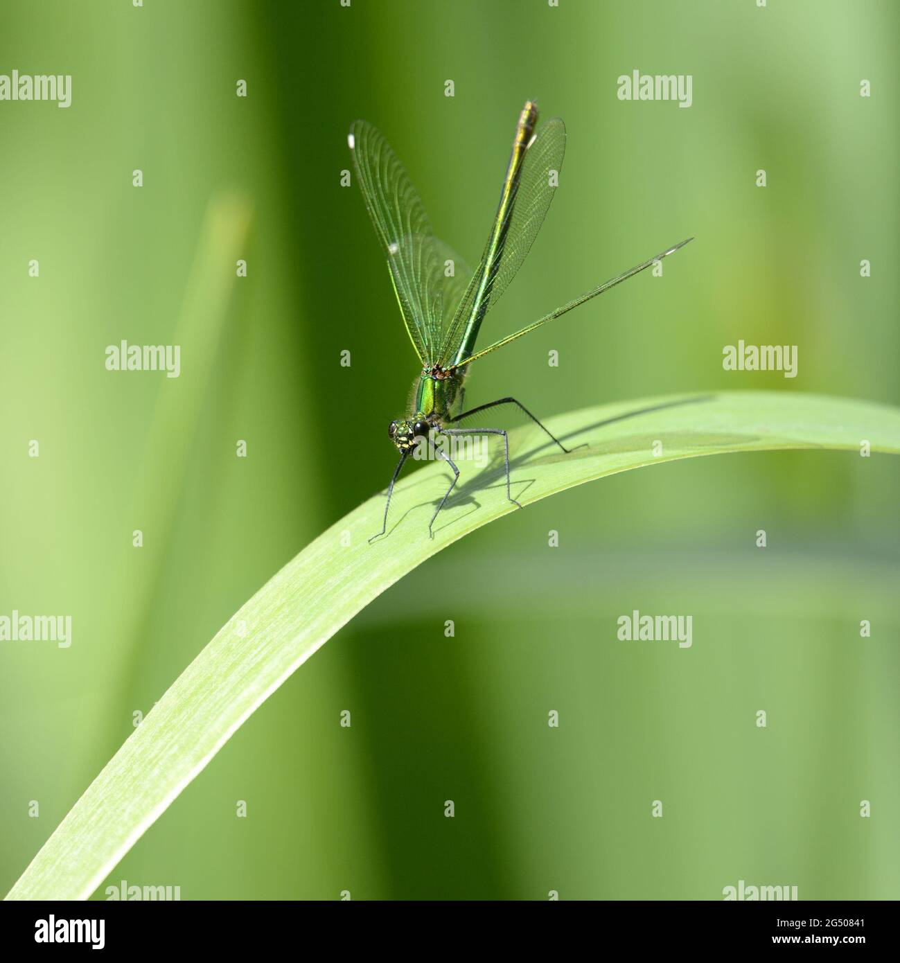 Banded Demoiselle / Banded Agrion Damselfly (Calopteryx splendens) female, flexing its wings ...