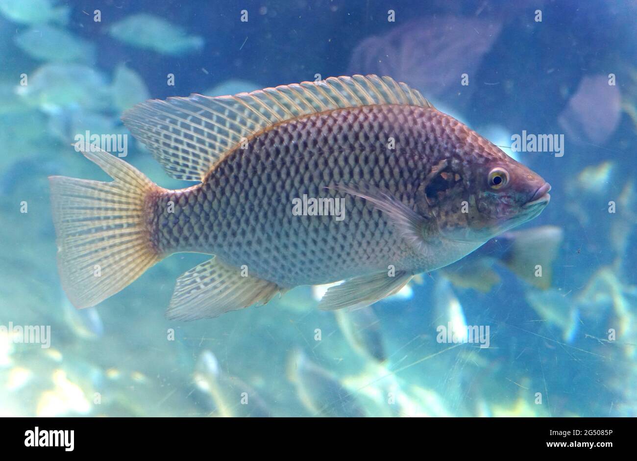 Tilapia fish tank hi-res stock photography and images - Alamy