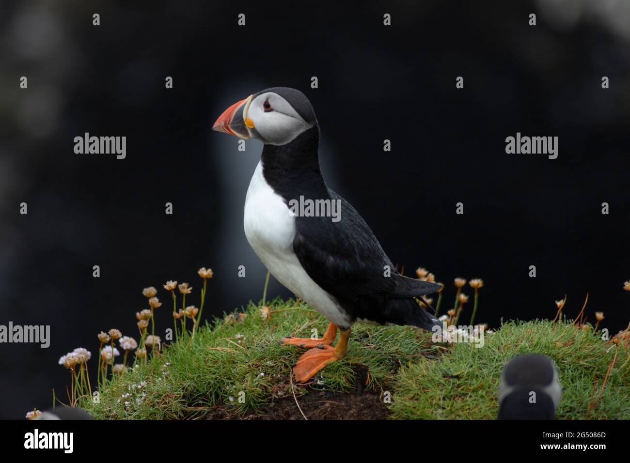 Staffa island birds hi-res stock photography and images - Alamy