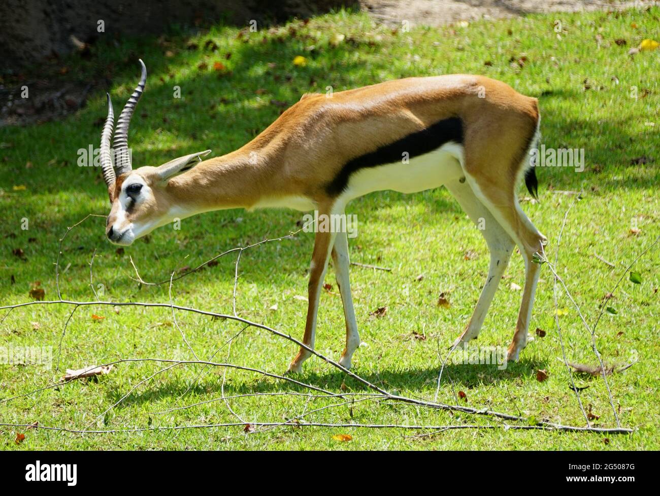 Beautiful fur patterns on a Thomson's Gazelle, eating grass on the ...