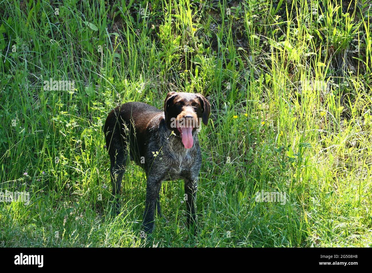 Hunting dog of the German breed Drathaar in the summer in the field ...