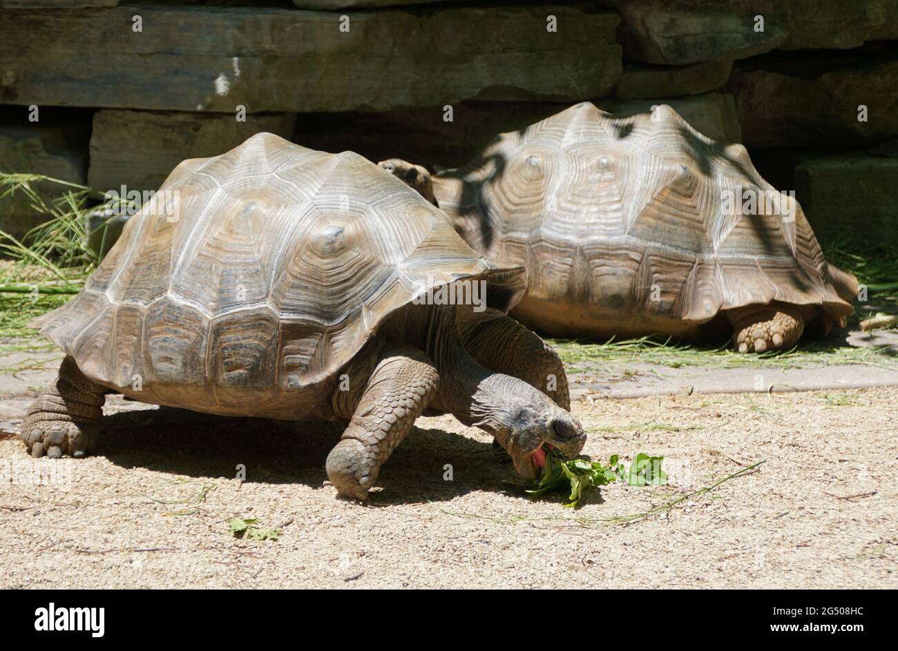 Close up of a large Galapagos tortoise eating the grass on the ground ...