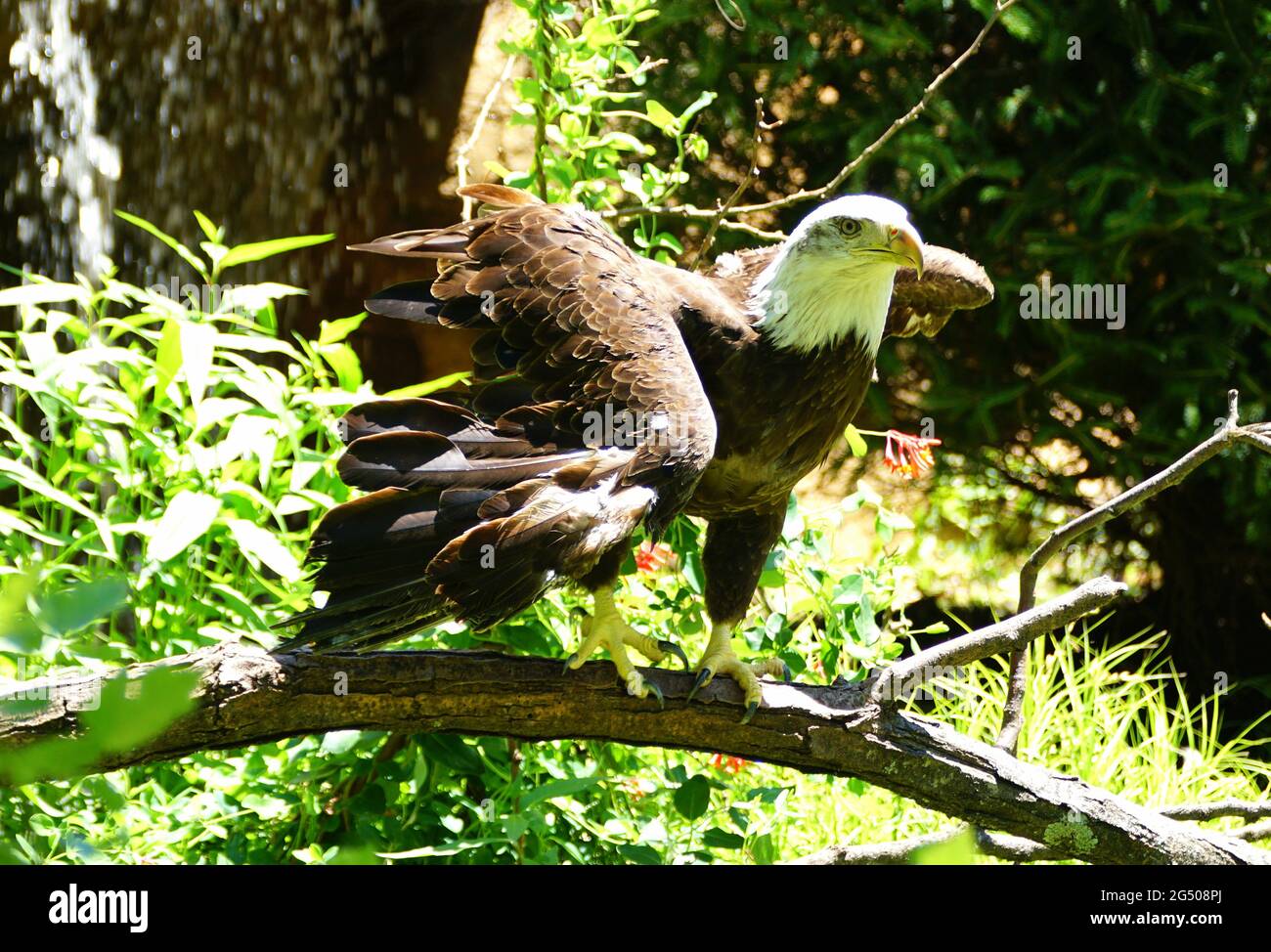 A bald eagle perching on the branch and opening its wings Stock Photo ...