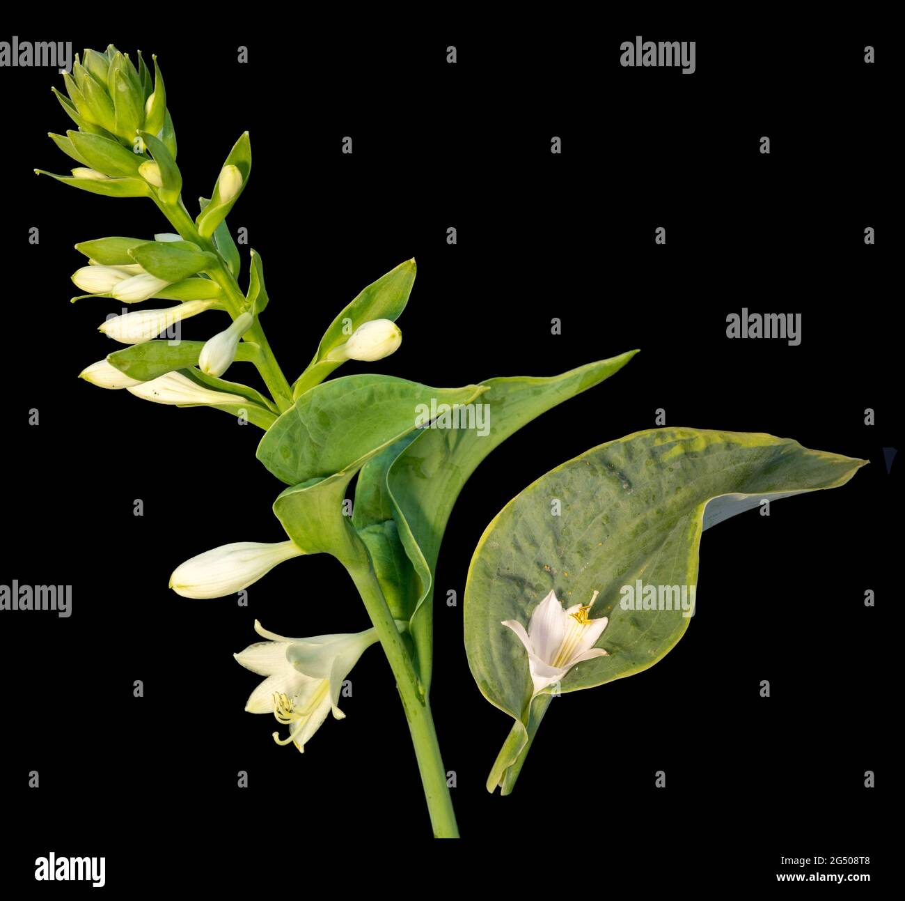 Hosta stem with flowers isolated on black background Stock Photo - Alamy