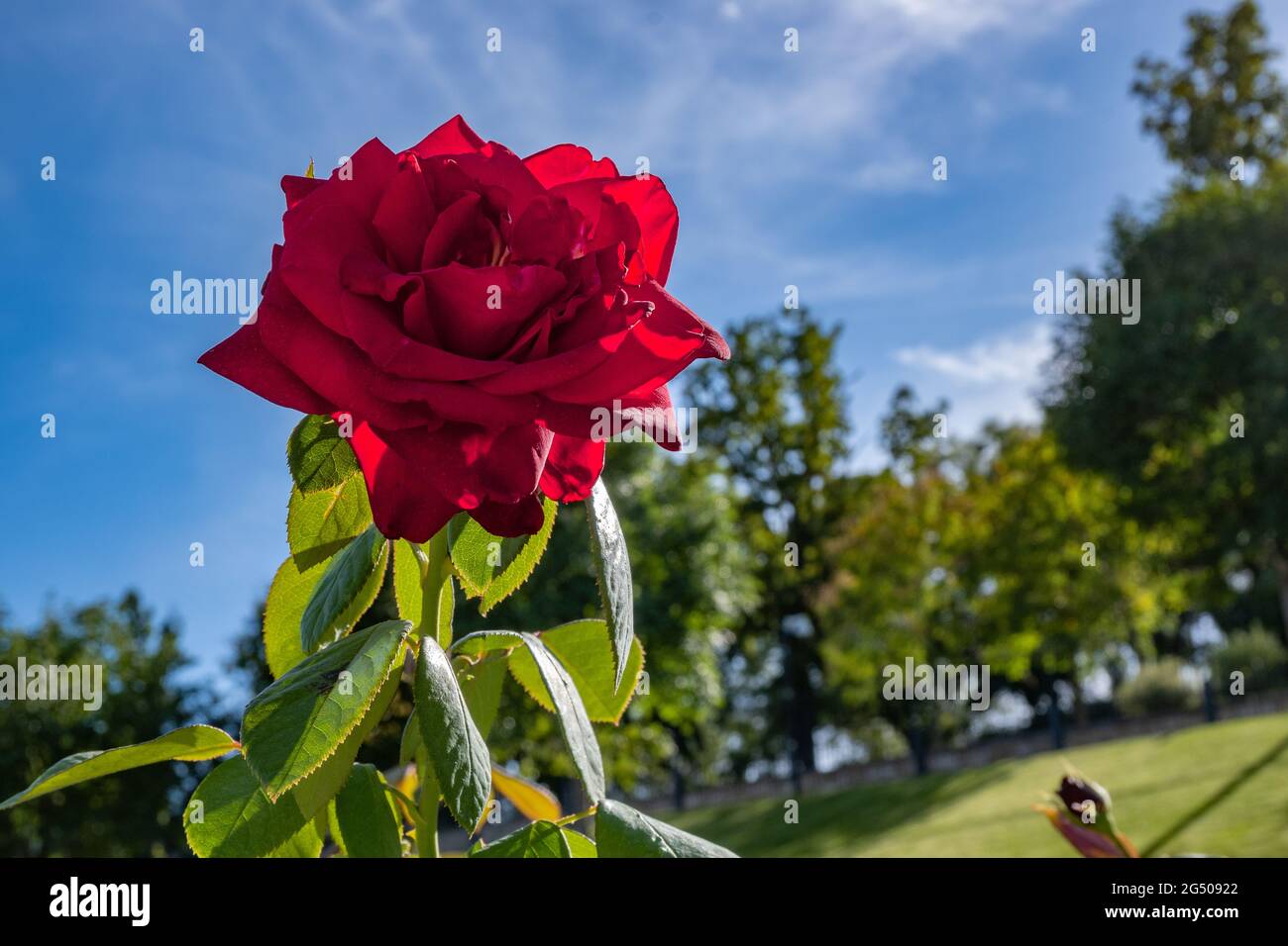 Budapest hungary rose garden hi-res stock photography and images - Alamy