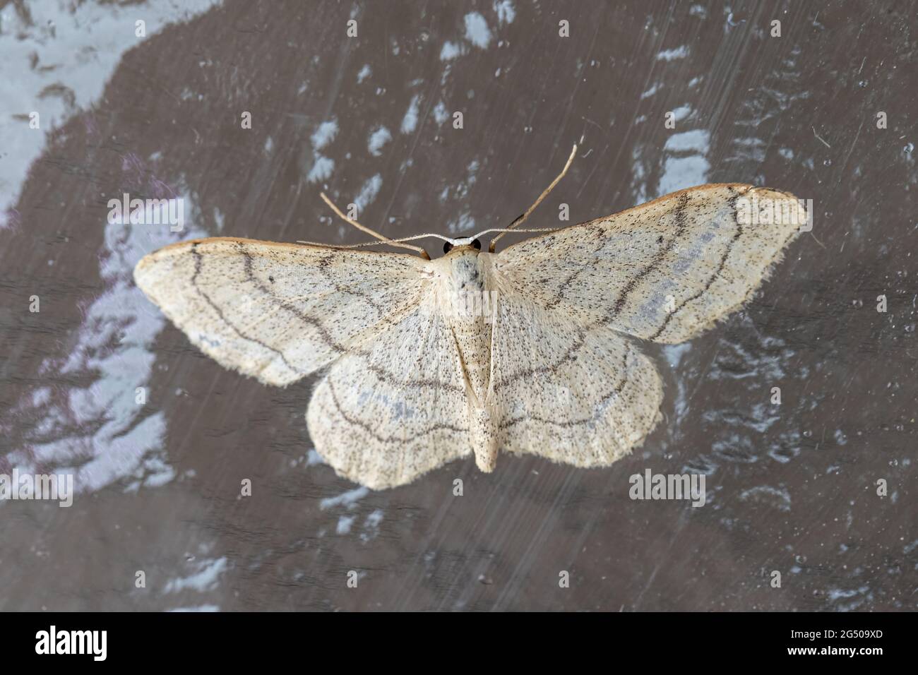 Riband Wave Moth (Idaea aversata Stock Photo - Alamy