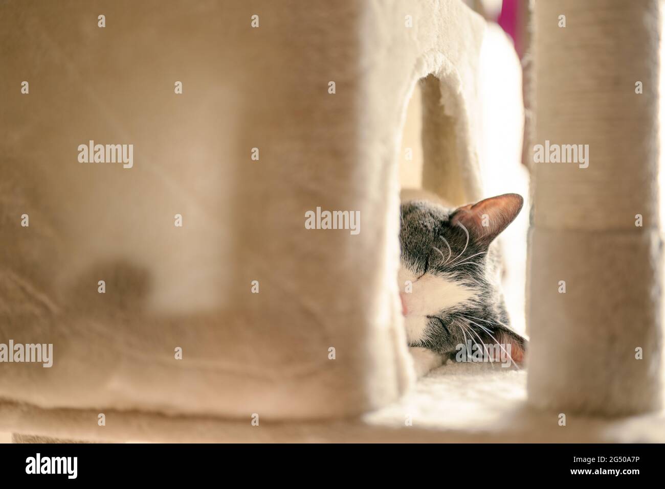 Home kitty hi-res stock photography and images - Alamy