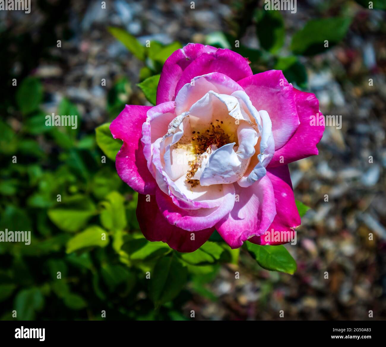Rose displays hi-res stock photography and images - Alamy