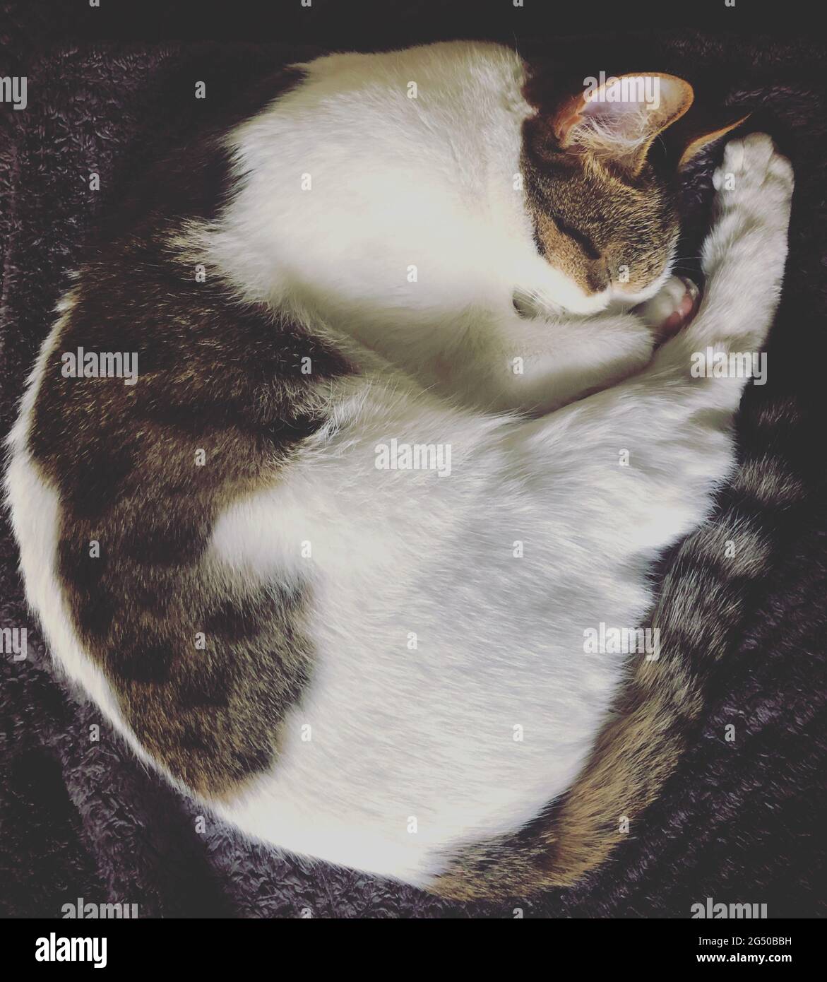 Sleeping cat family hi-res stock photography and images - Alamy