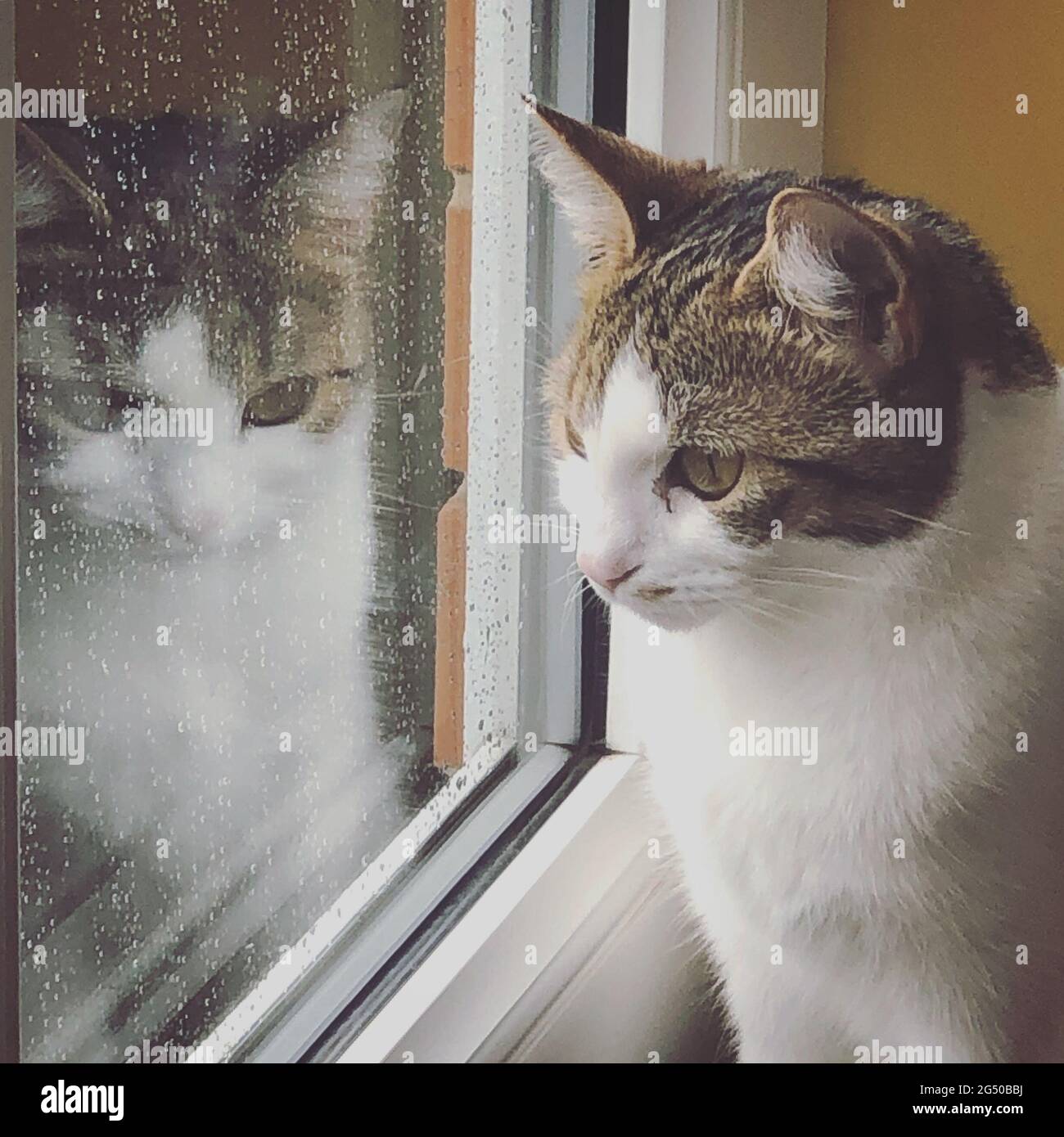 Cat watching the Garden closely Stock Photo - Alamy